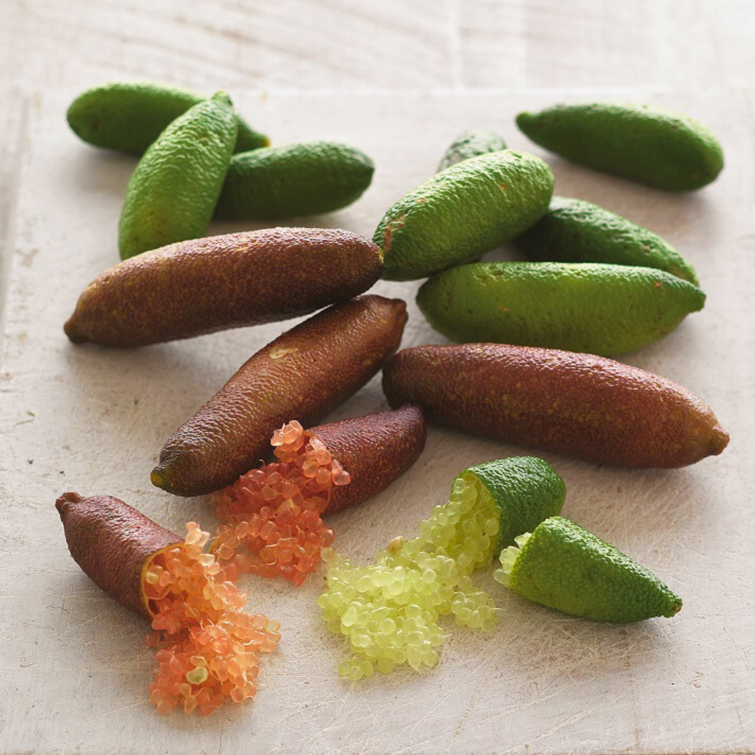 DISCOVER FINGER LIMES