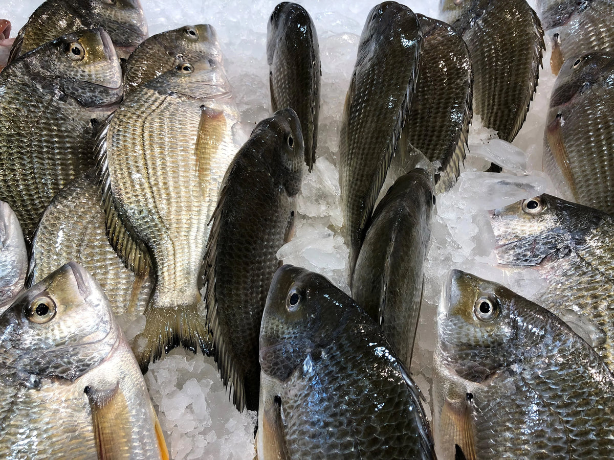 Fresh Silver Bream 400-500g (1 Fish)