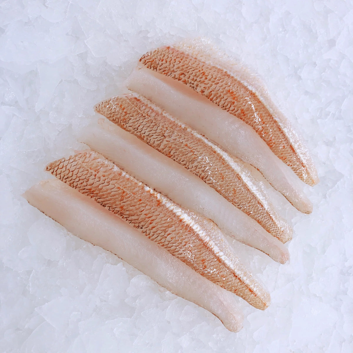 Fresh Eastern School Whiting Fillets 500g Trays