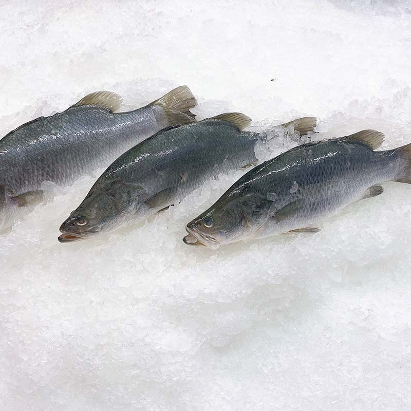 Baby Barramundi 700g - 800g (1 Fish)
