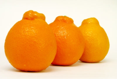 Mandarin Sumo PREMIUM (Each)