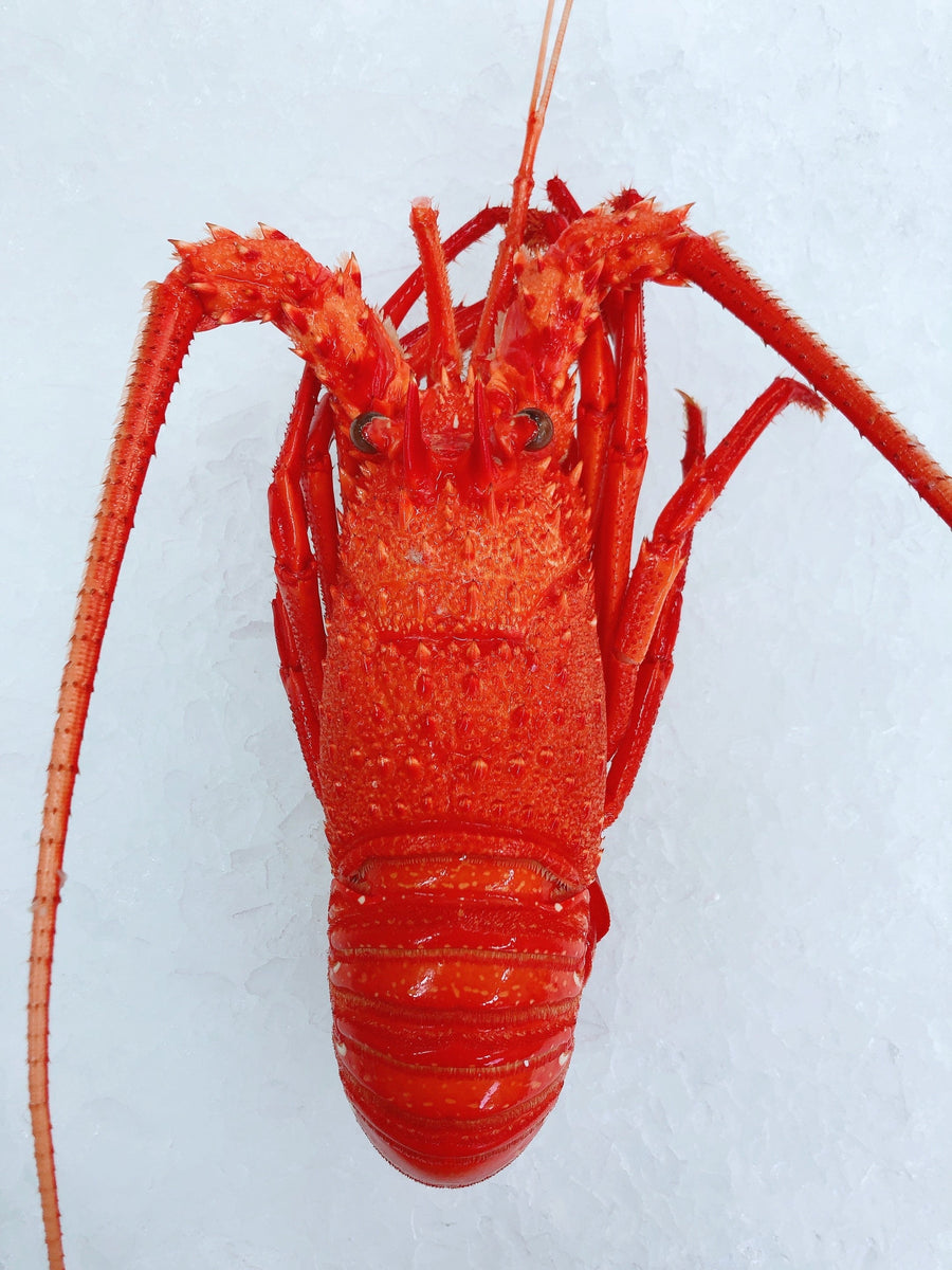 Cooked WA Lobsters 400g - 500g (1 Each)